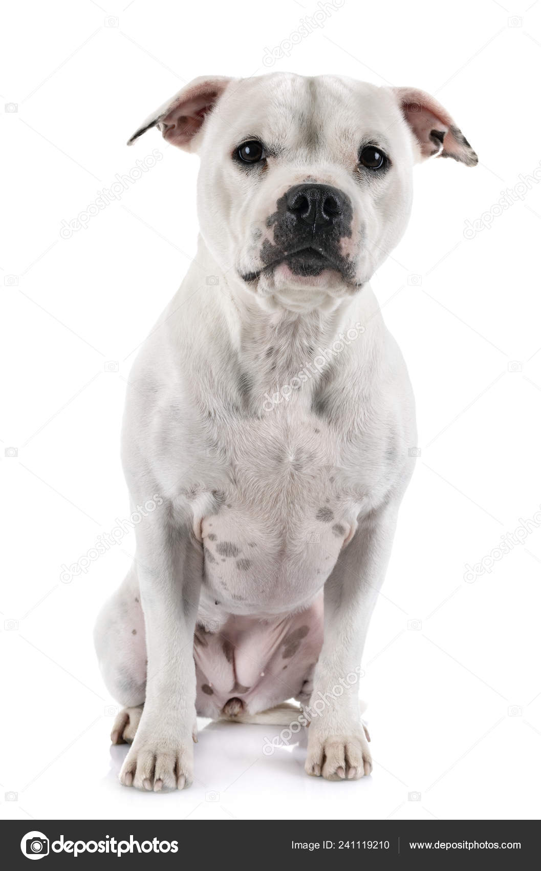 White Staffy Dog