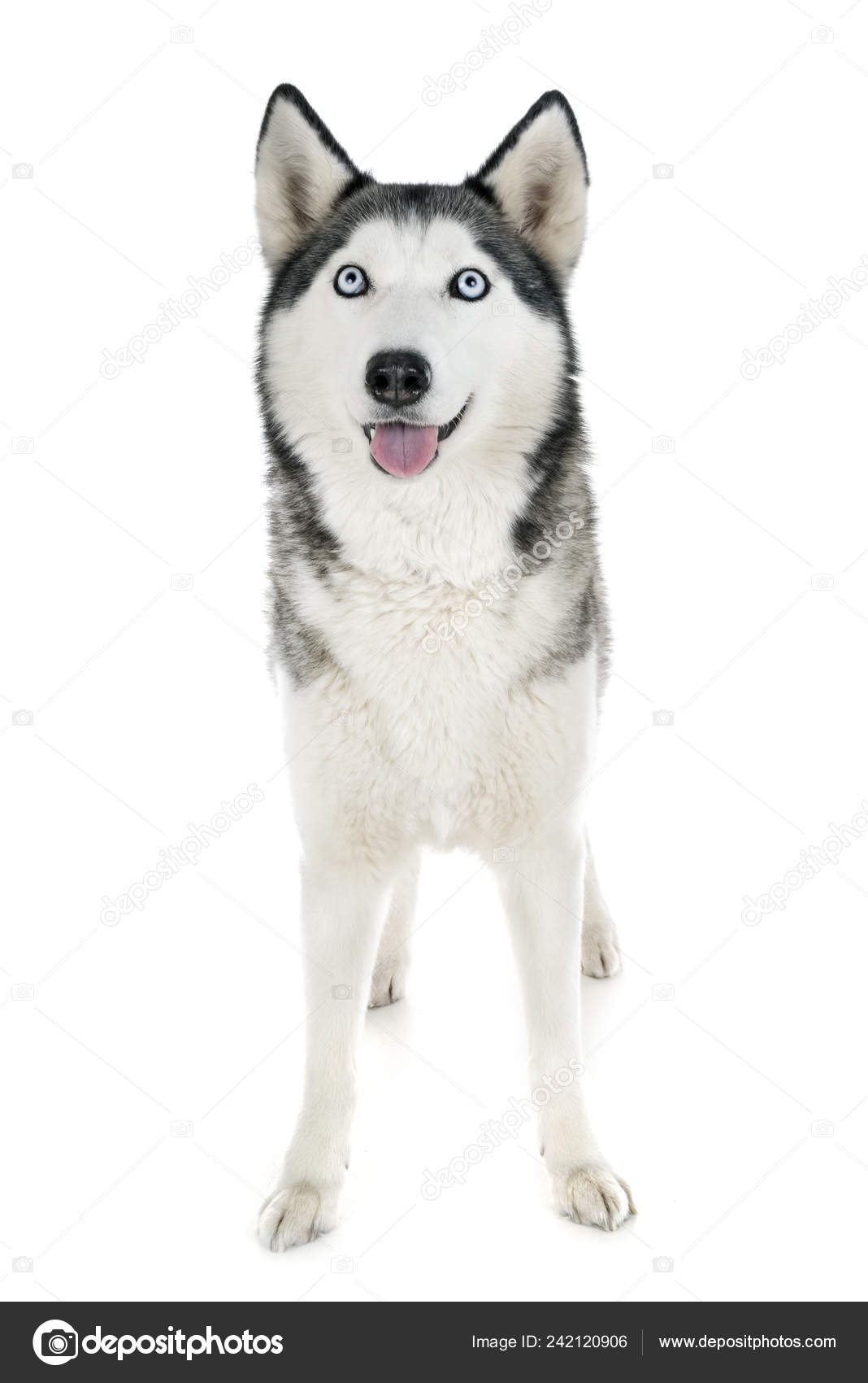Siberian Husky Front White Background Stock Photo by ©cynoclub 242120906
