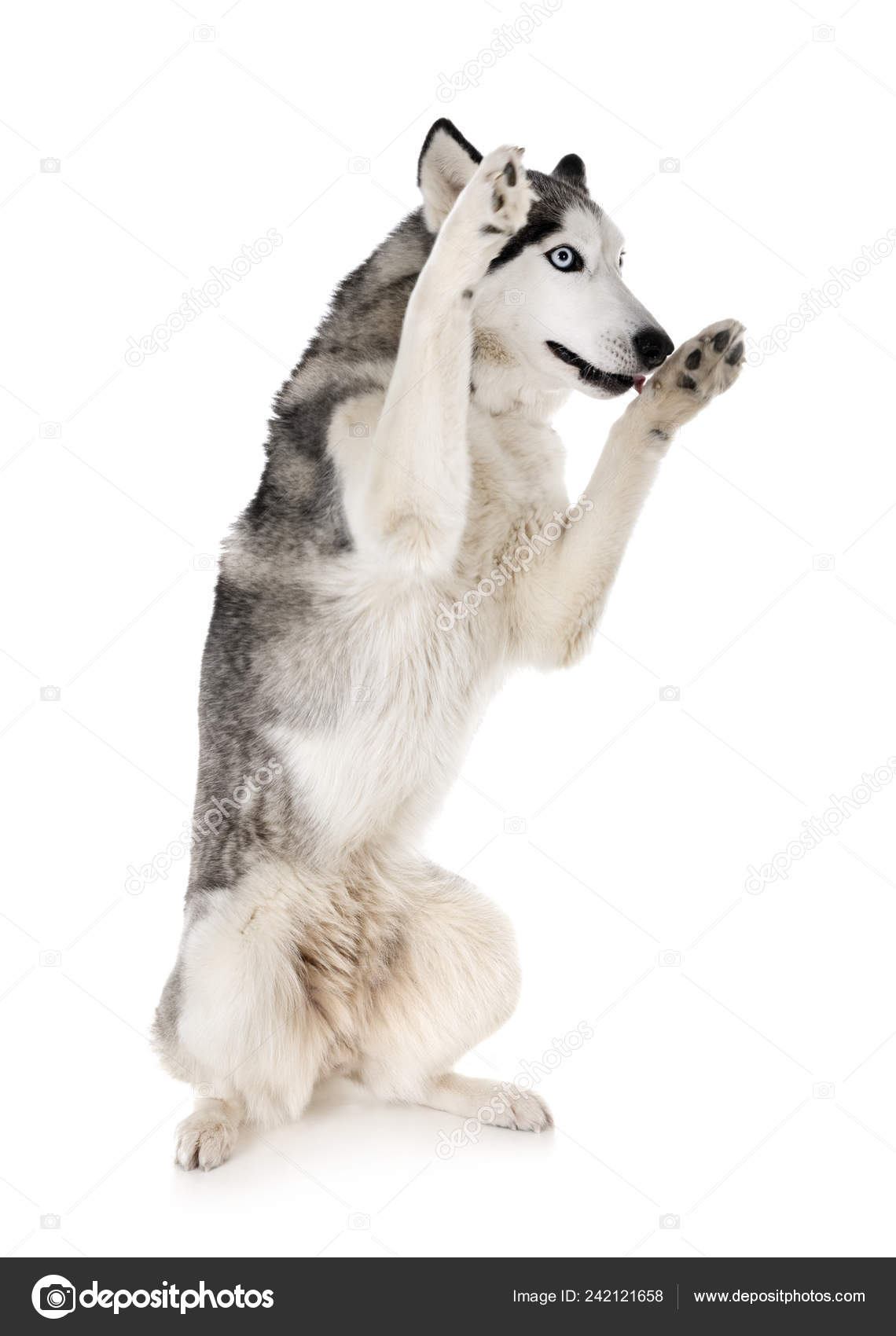 Siberian Husky Front White Background — Stock Photo © cynoclub #242121658