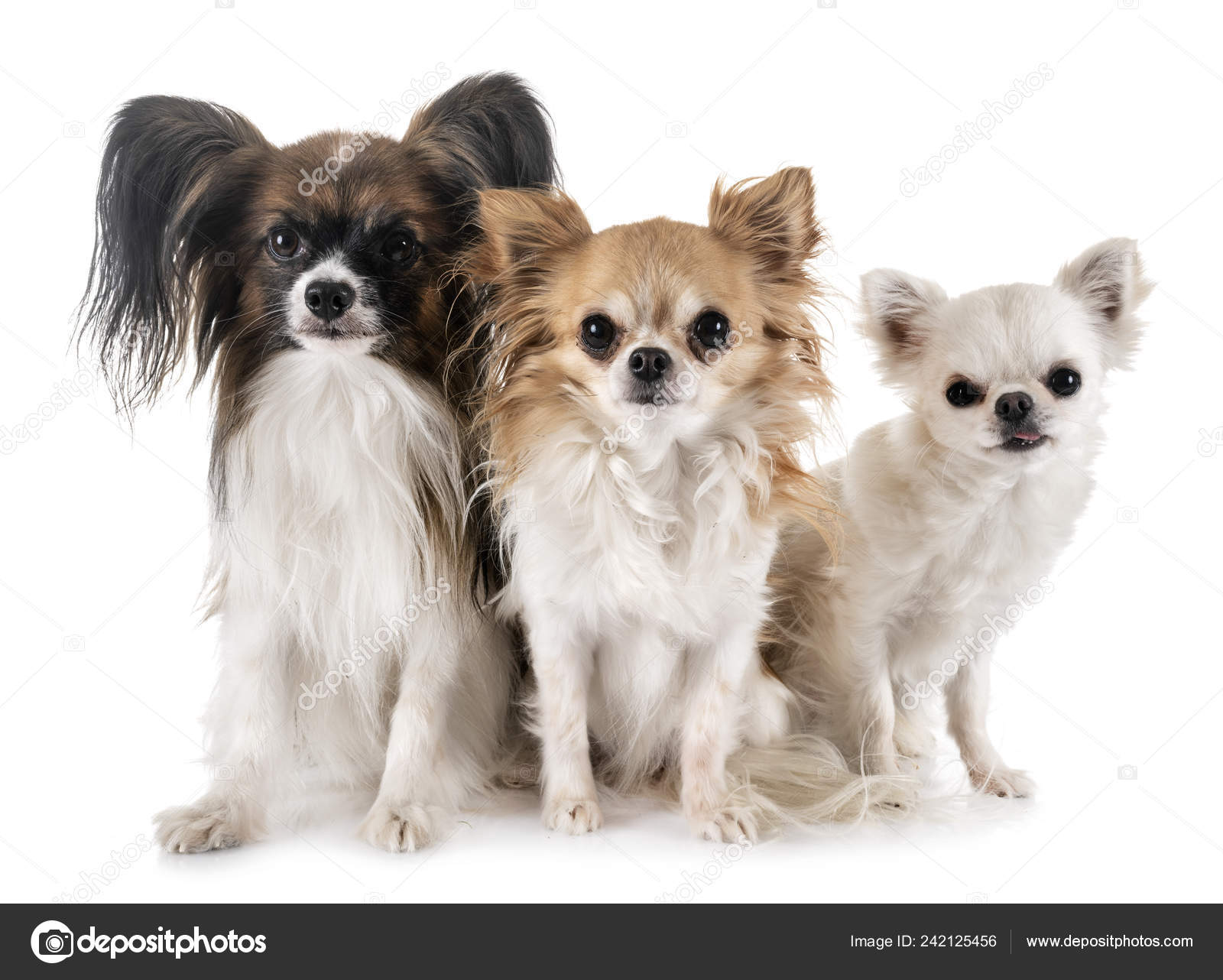 Papillon Mix Dog