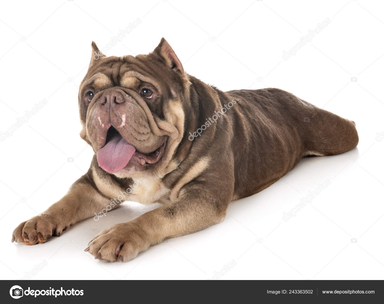 French Bulldog American Bully Mix
