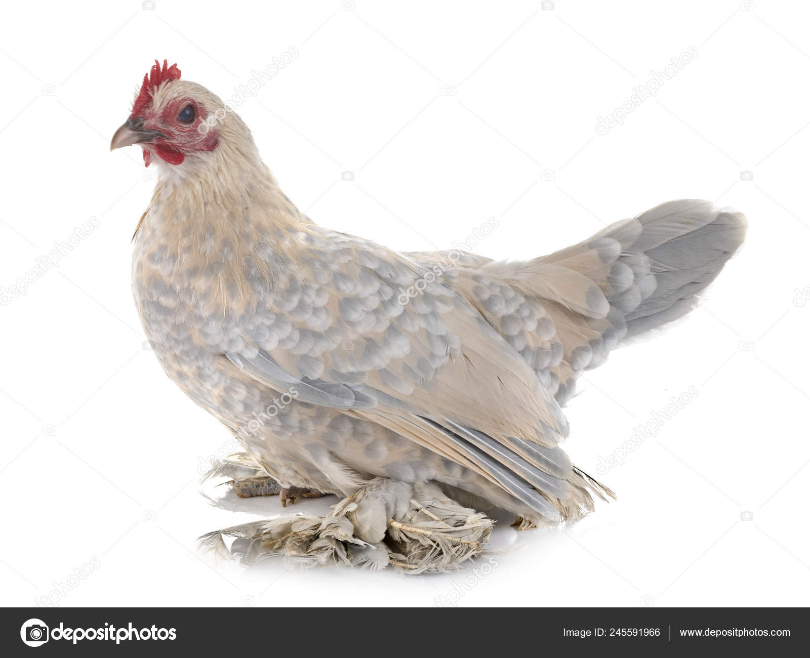 Dutch Booted Bantam Front White Background — Stock Photo © cynoclub ...