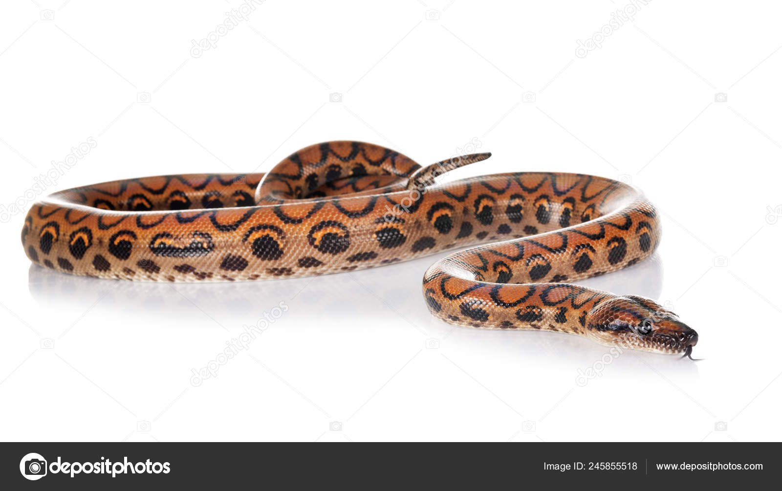 Rainbow Boa Front White Background Stock Photo by ©cynoclub 245855518