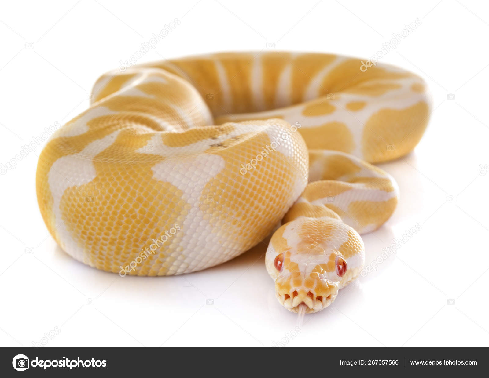 Ball python in studio Stock Photo by ©cynoclub 267057560