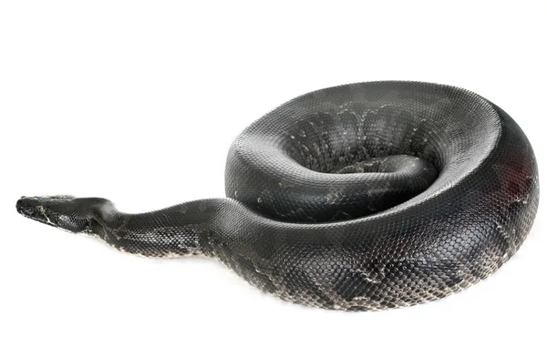 Black and white snake Stock Photos, Royalty Free Black and white snake ...