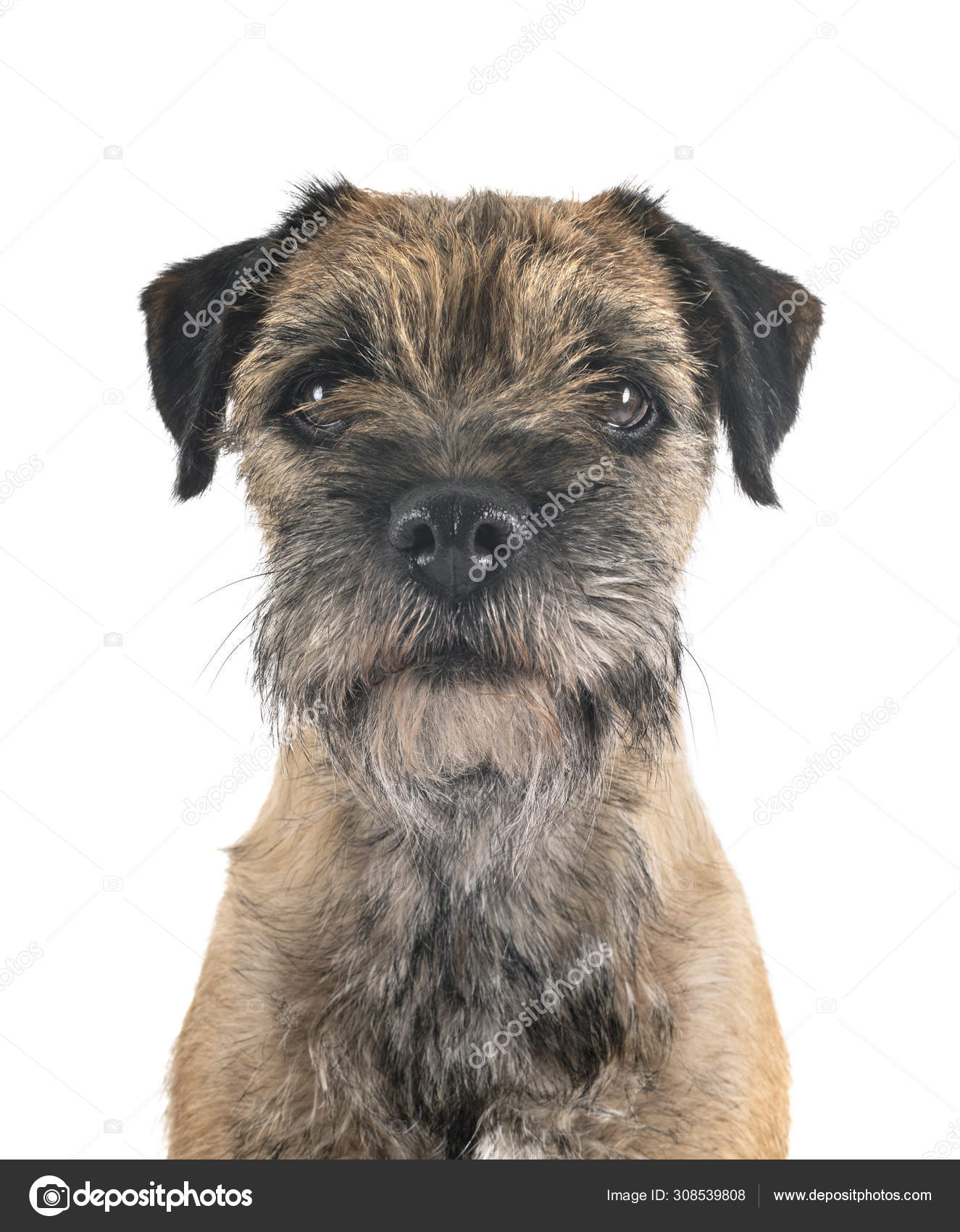 Young border terrier Stock Photo by ©cynoclub 308539808