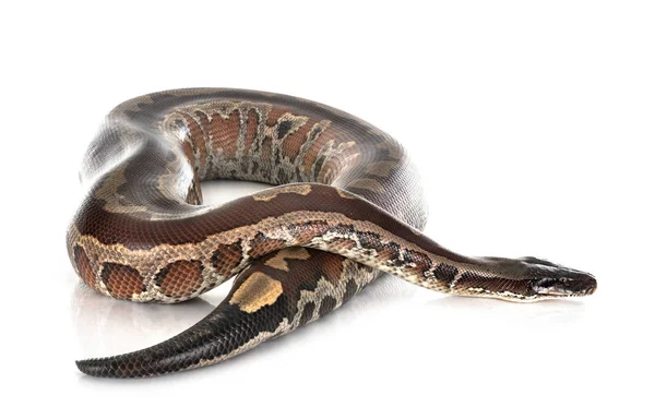 Fotos de Short tailed python, Imagens de Short tailed python sem ...