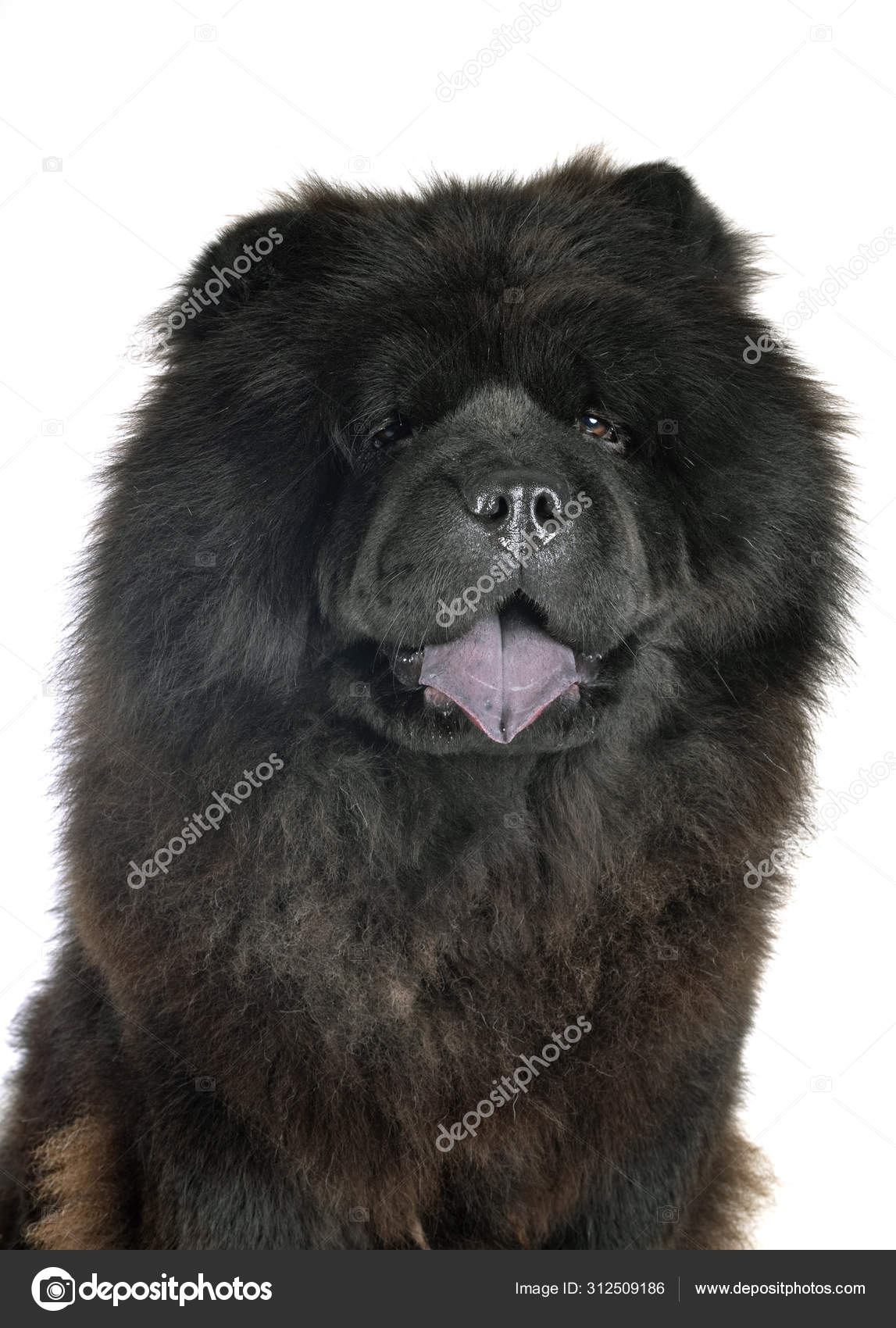 Black And White Chow Chow Puppies