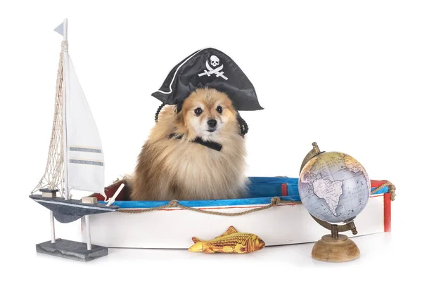 Pirate dog Stock Photos, Royalty Free Pirate dog Images | Depositphotos