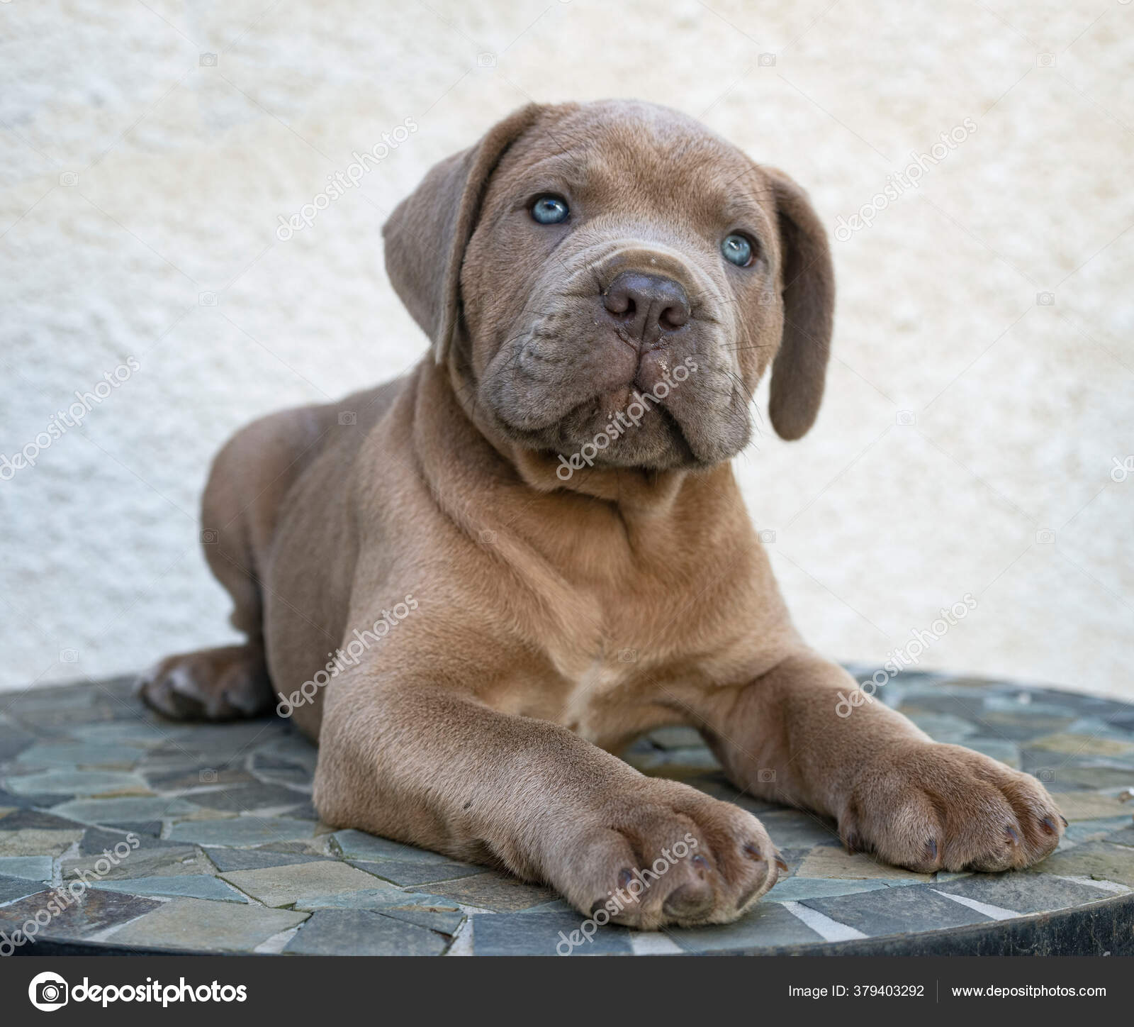 Italian Mastiff Puppies