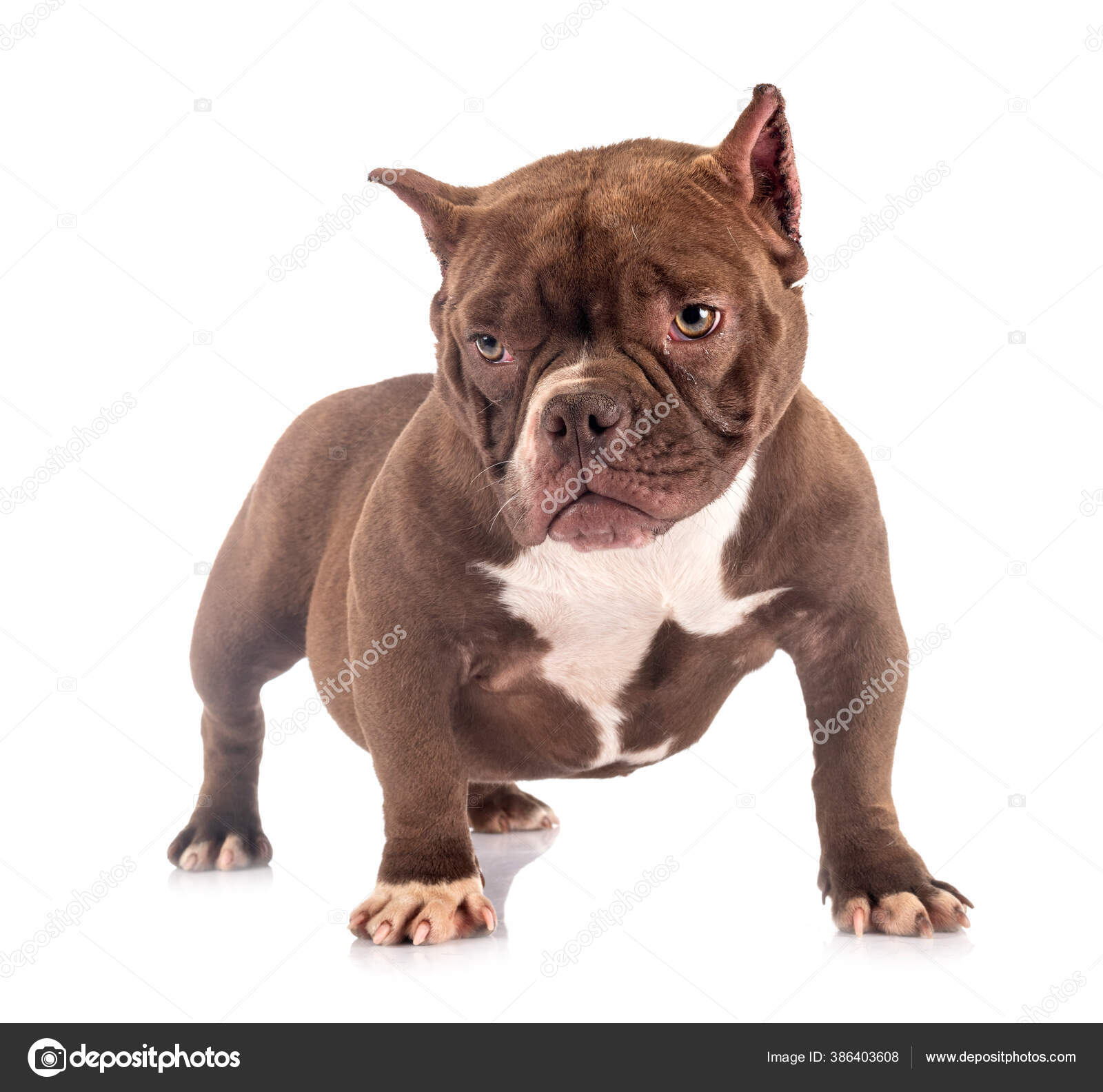 American Bully Front White Background Stock Photo by ©cynoclub 386403608