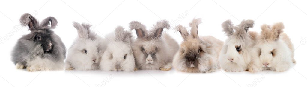 15 Angoras Stock Photos | Free & Royalty-free Angoras Images ...