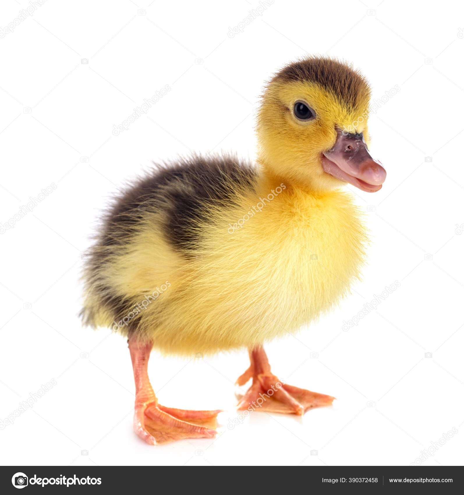 Duckling White Background Baby Duckling Isolated On White Stock Photo