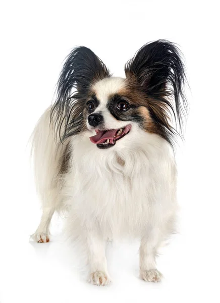 French giant papillon rabbit Stock Photos, Royalty Free French giant ...