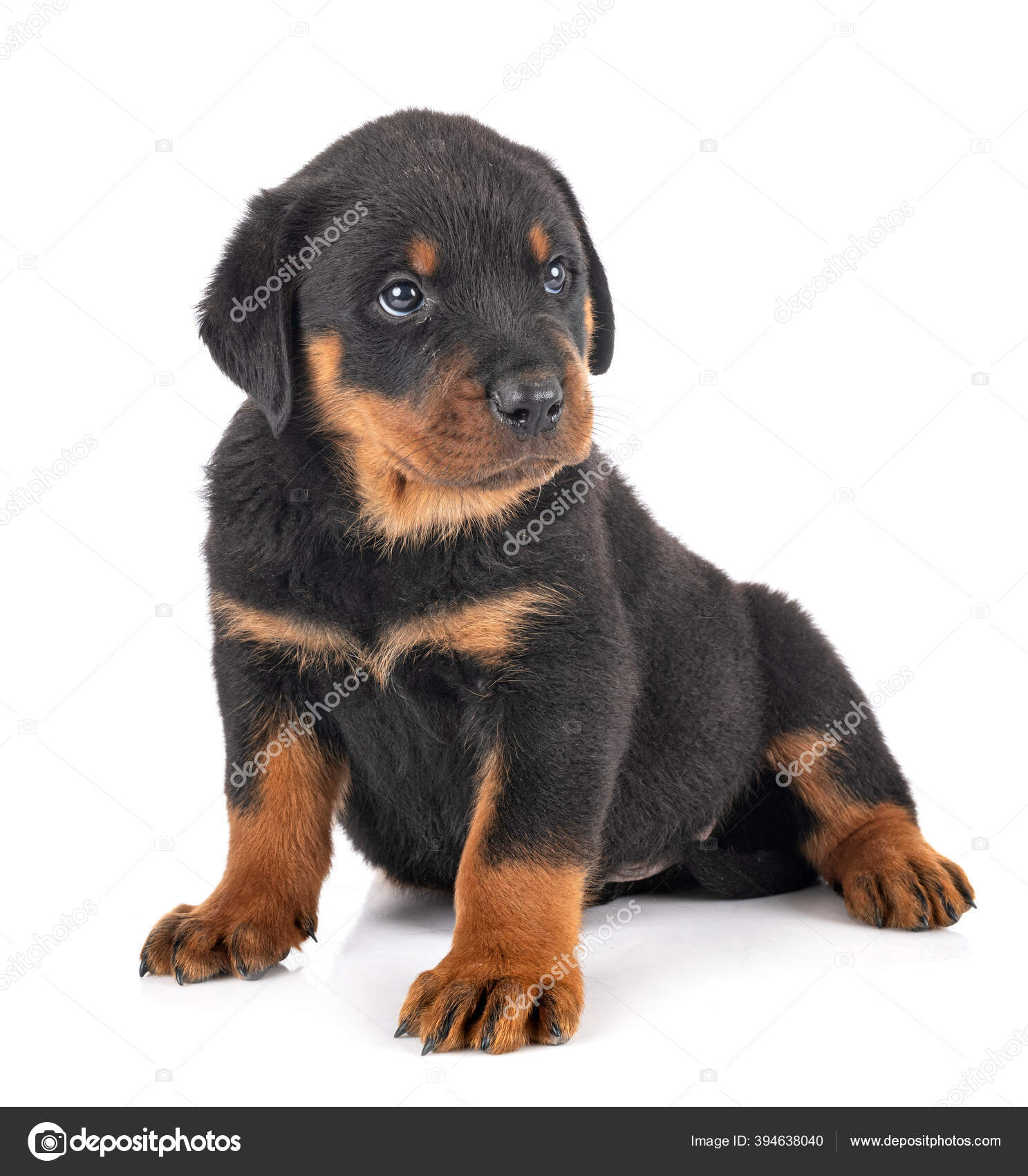 Puppy Rottweiler Front White Background Stock Photo by ©cynoclub 394638040