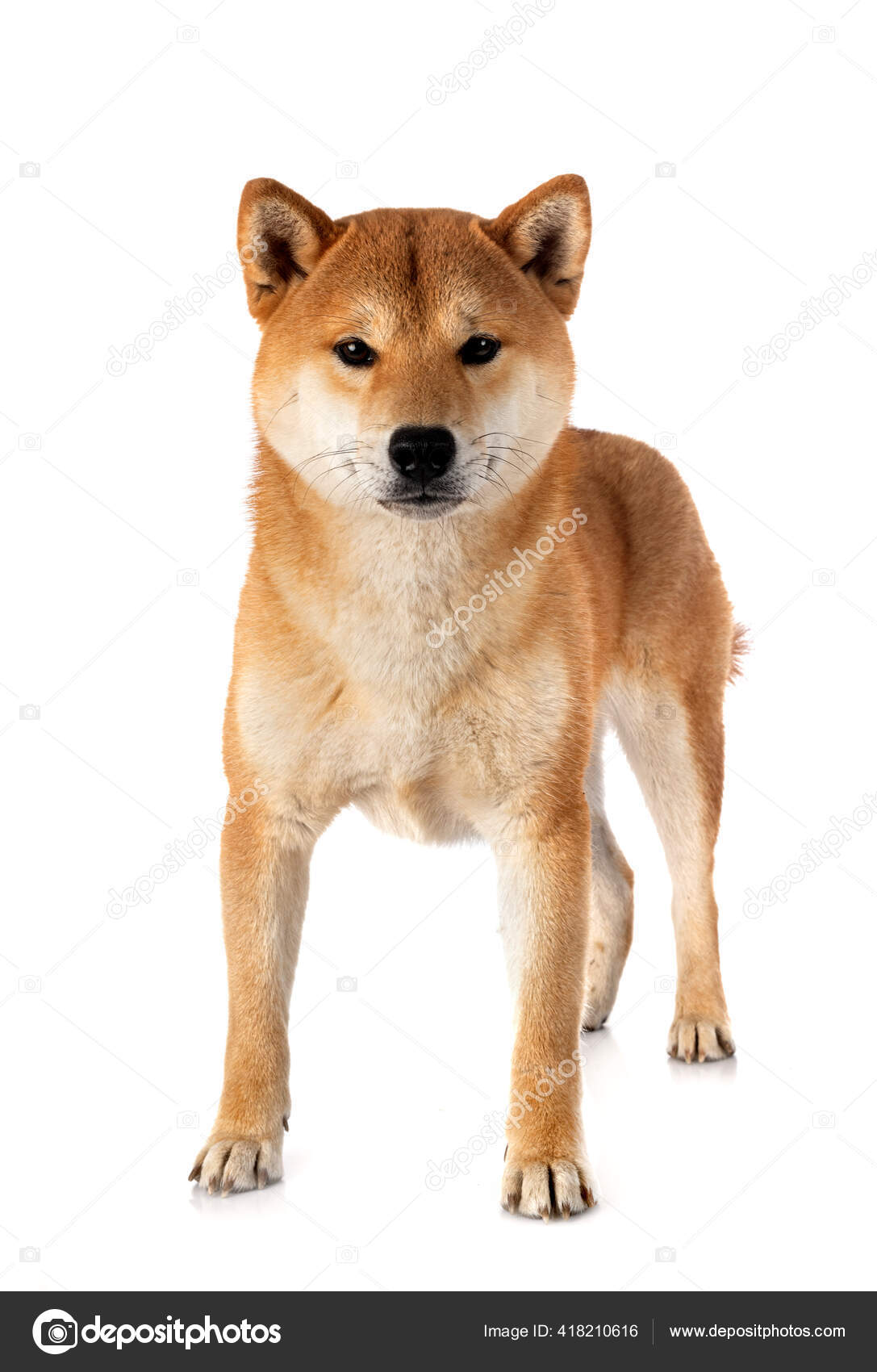 Shiba Inu Front White Background — Stock Photo © cynoclub #418210616