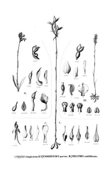 Anatomía vegetal fotos de stock, imágenes de Anatomía vegetal sin ...
