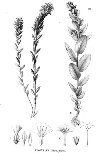 Subphylum angiosperms Stock Photos, Royalty Free Subphylum angiosperms ...