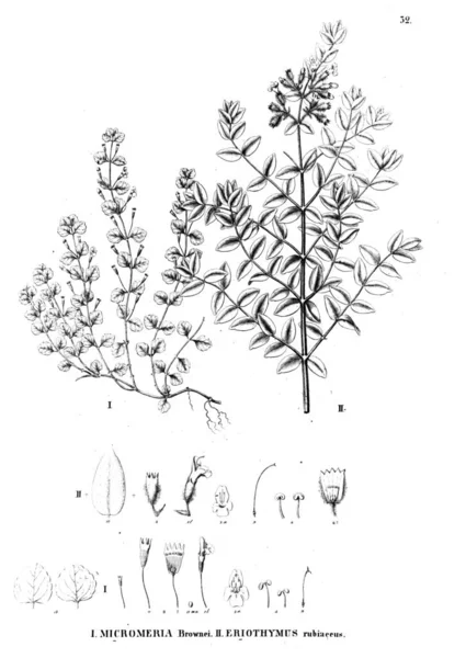 Iberis sempervirens Stock Photos, Royalty Free Iberis sempervirens ...