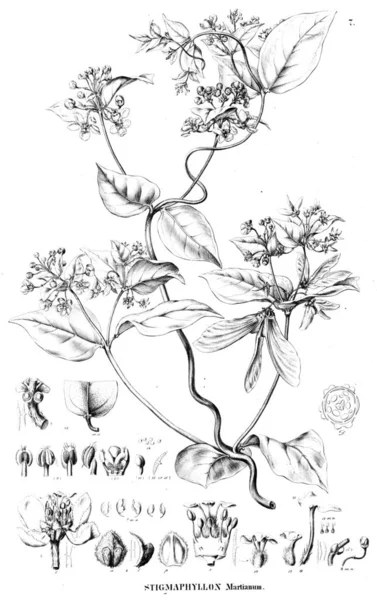 Draw al plant from de family of lamiaceae fotos de stock, imágenes de ...