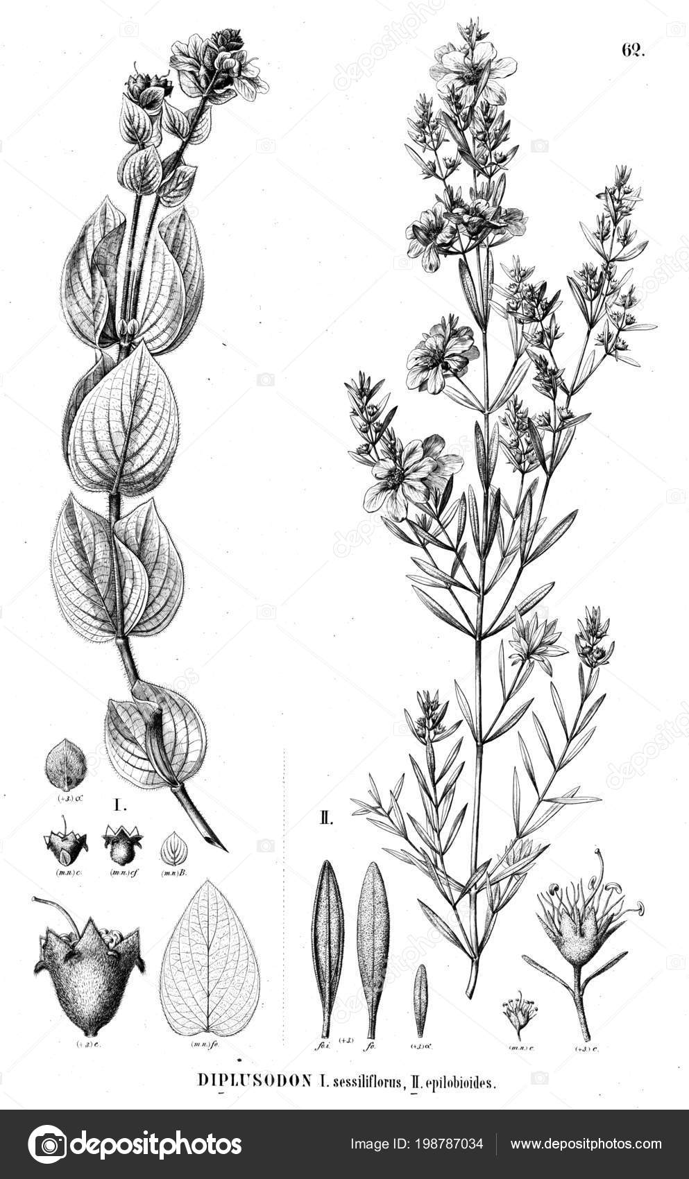Illustration Plant Old Illustration Stock Illustration by ©ruskpp ...