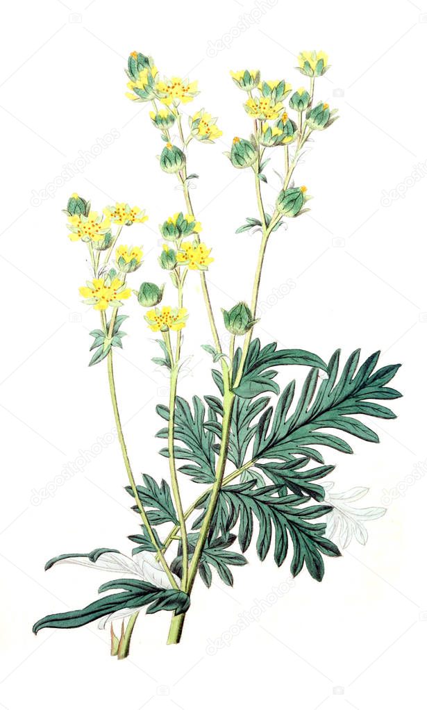 Ilustraci n de la planta. Imagen antigua 2024