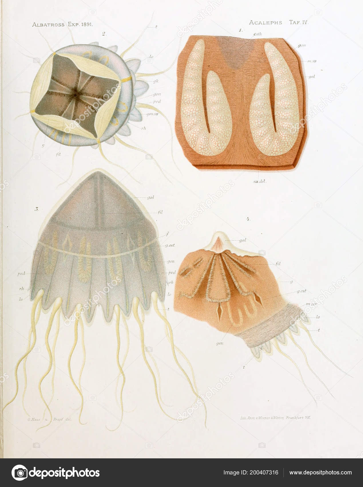 Illustration Anatomy Jellyfish Stock Illustration by ©ruskpp #200407316