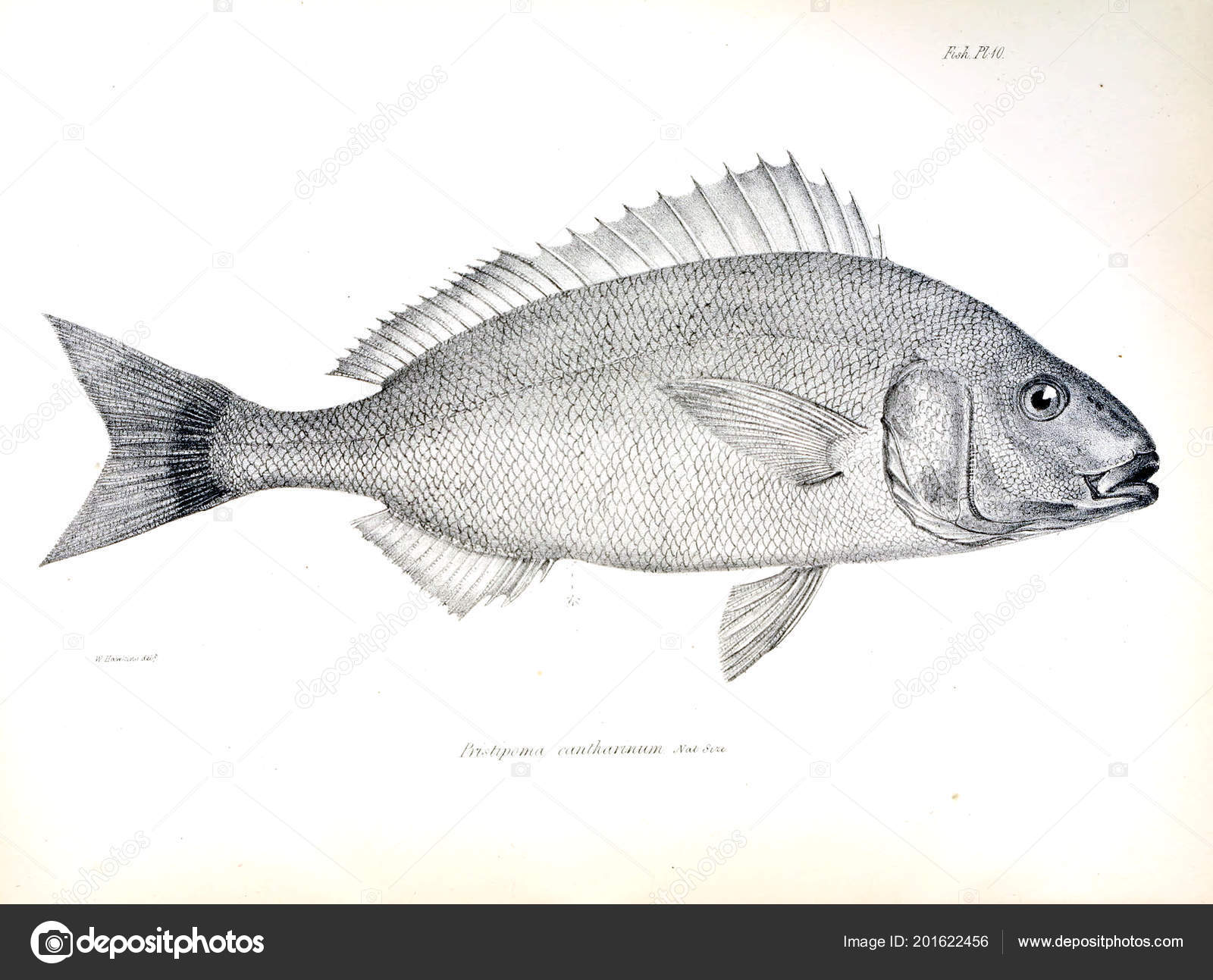 Illustration Fish Old Image Stock Illustration by ©ruskpp #201622456