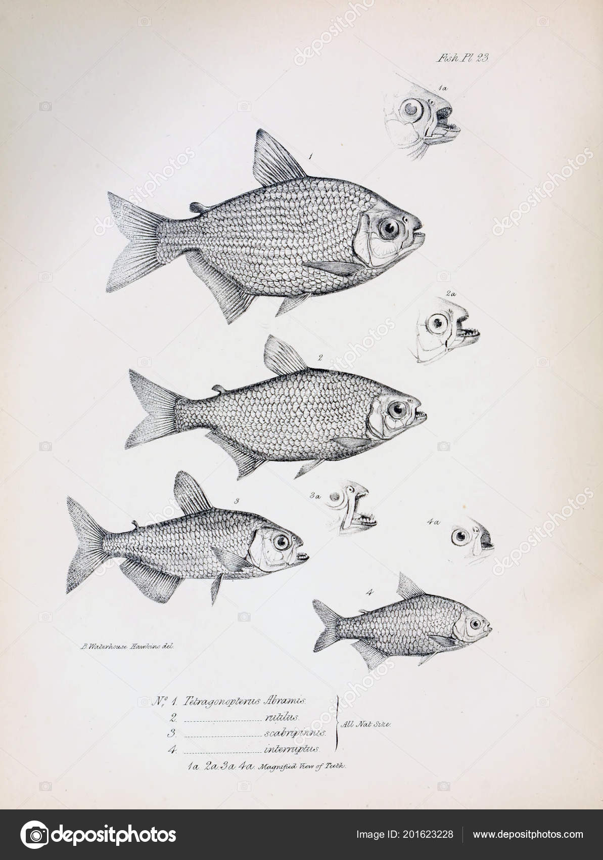 Illustration Fish Old Image Stock Illustration by ©ruskpp #201623228
