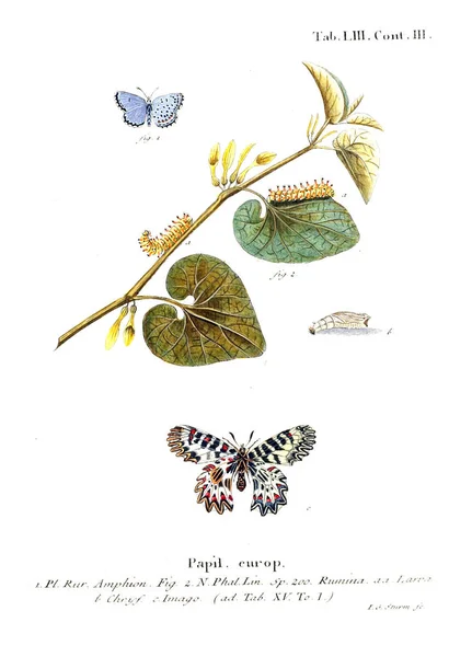 Musa velutina wendl Stock Photos, Royalty Free Musa velutina wendl ...