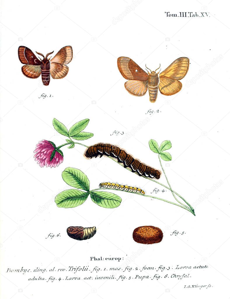 Ilustraci n de mariposas. Imagen antigua 2024