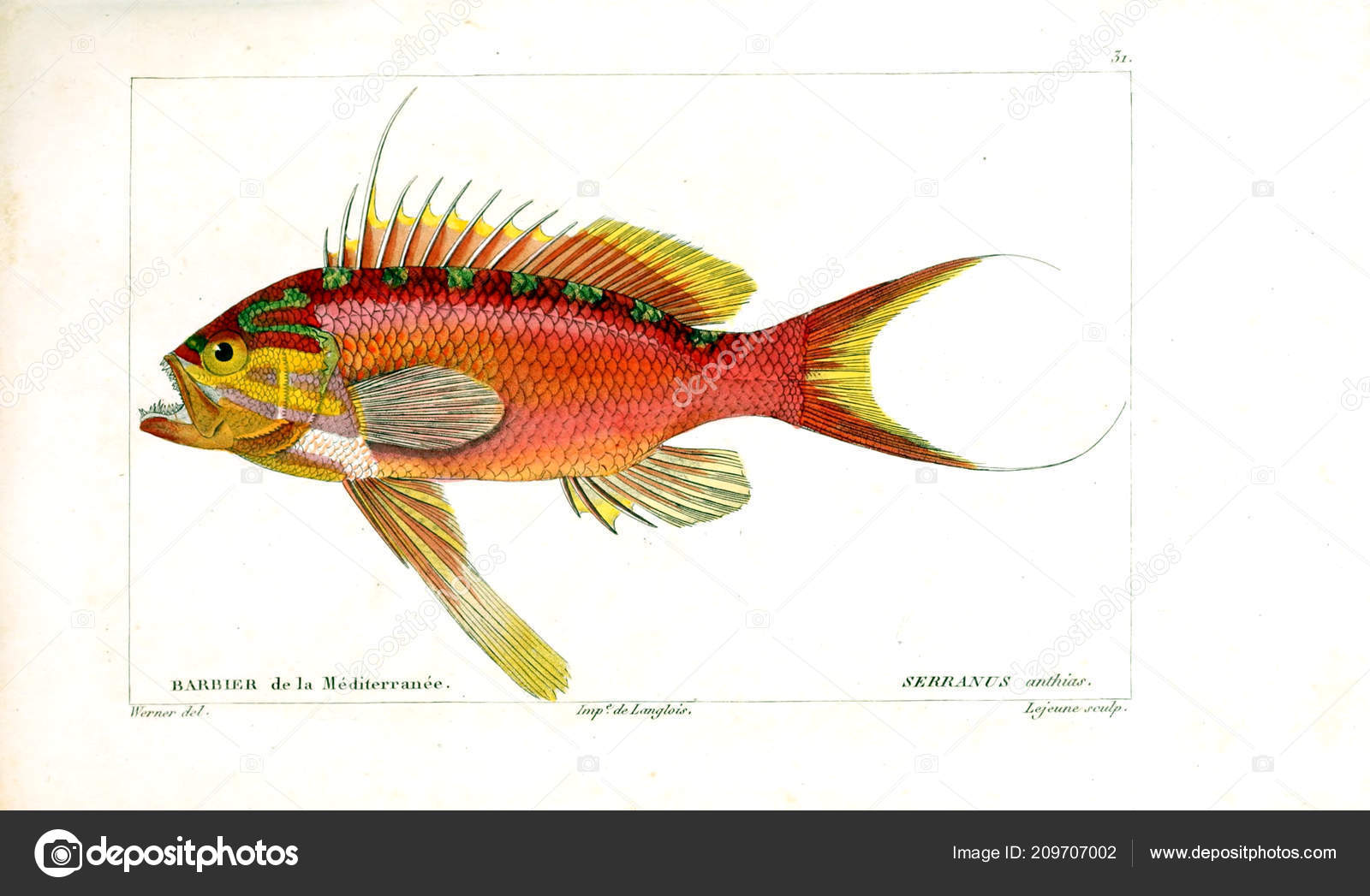 Illustration Fish Old Image — Stock Photo © ruskpp #209707002