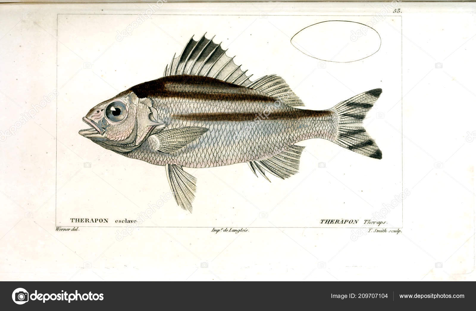 Illustration Fish Old Image — Stock Photo © ruskpp #209707104