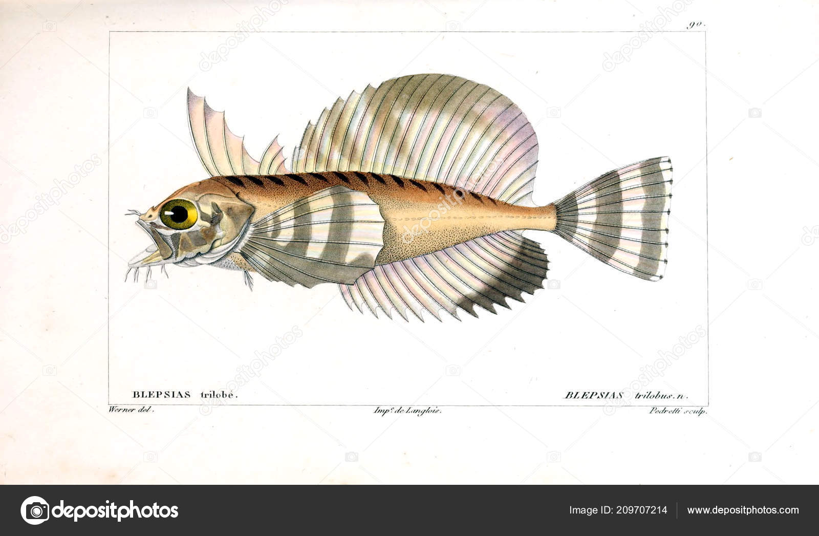 Illustration Fish Old Image Stock Illustration by ©ruskpp #209707214