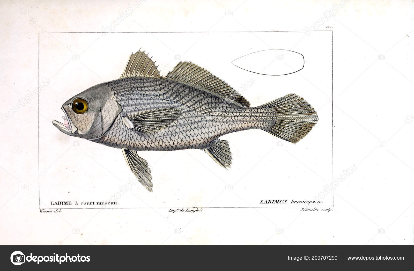 Illustration Fish Old Image — Stock Photo © ruskpp #209707290
