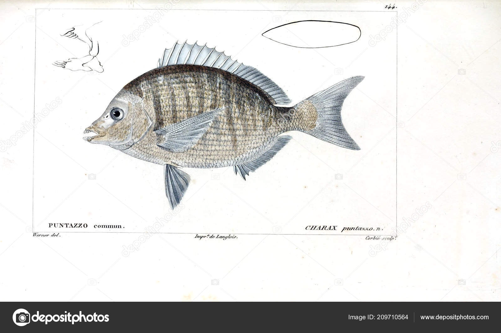 Illustration Fish Old Image — Stock Photo © ruskpp #209710564