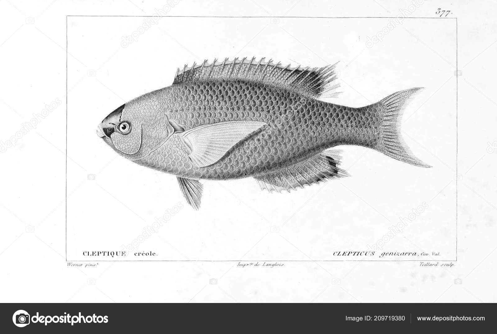 Illustration Fish Old Image Stock Illustration by ©ruskpp #209719380
