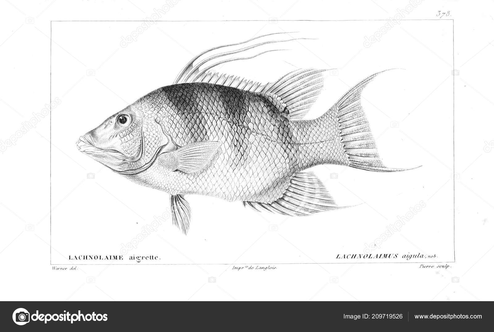 Illustration Fish Old Image Stock Illustration by ©ruskpp #209719526