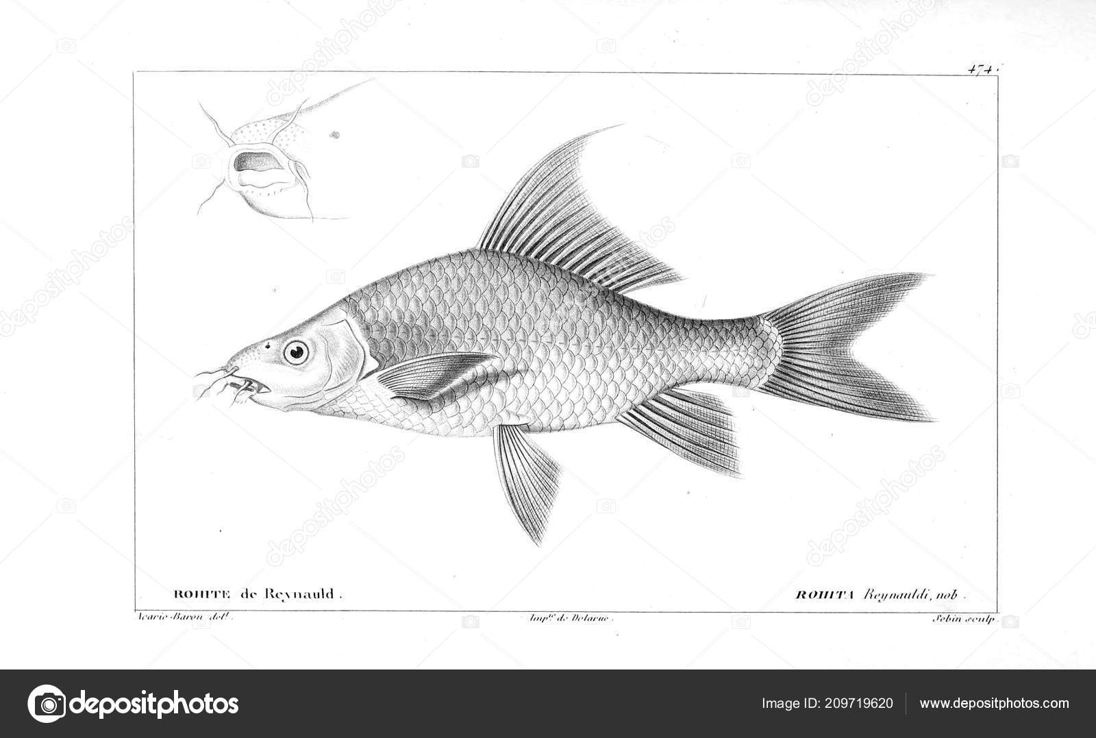 Illustration Fish Old Image Stock Illustration by ©ruskpp #209719620
