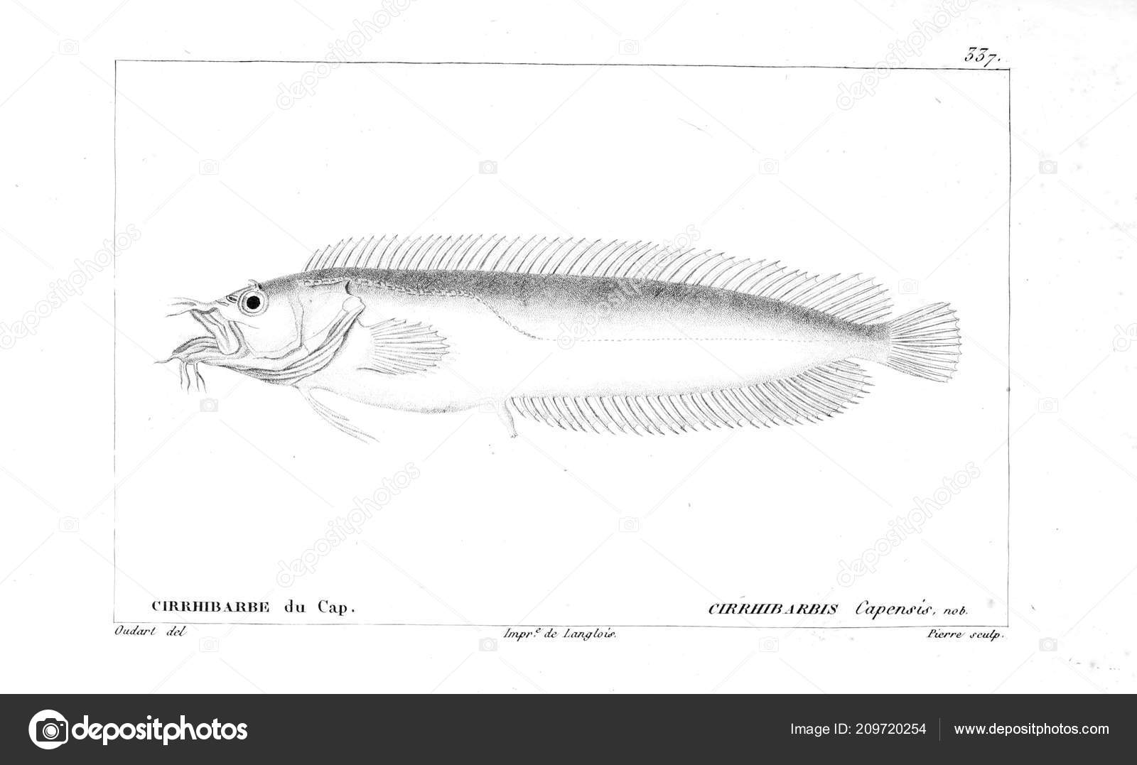 Illustration Fish Old Image Stock Illustration by ©ruskpp #209720254