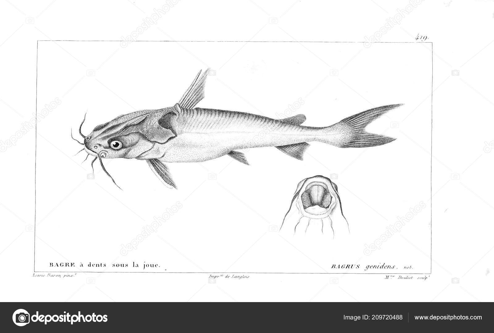 Illustration Fish Old Image Stock Illustration by ©ruskpp #209720488