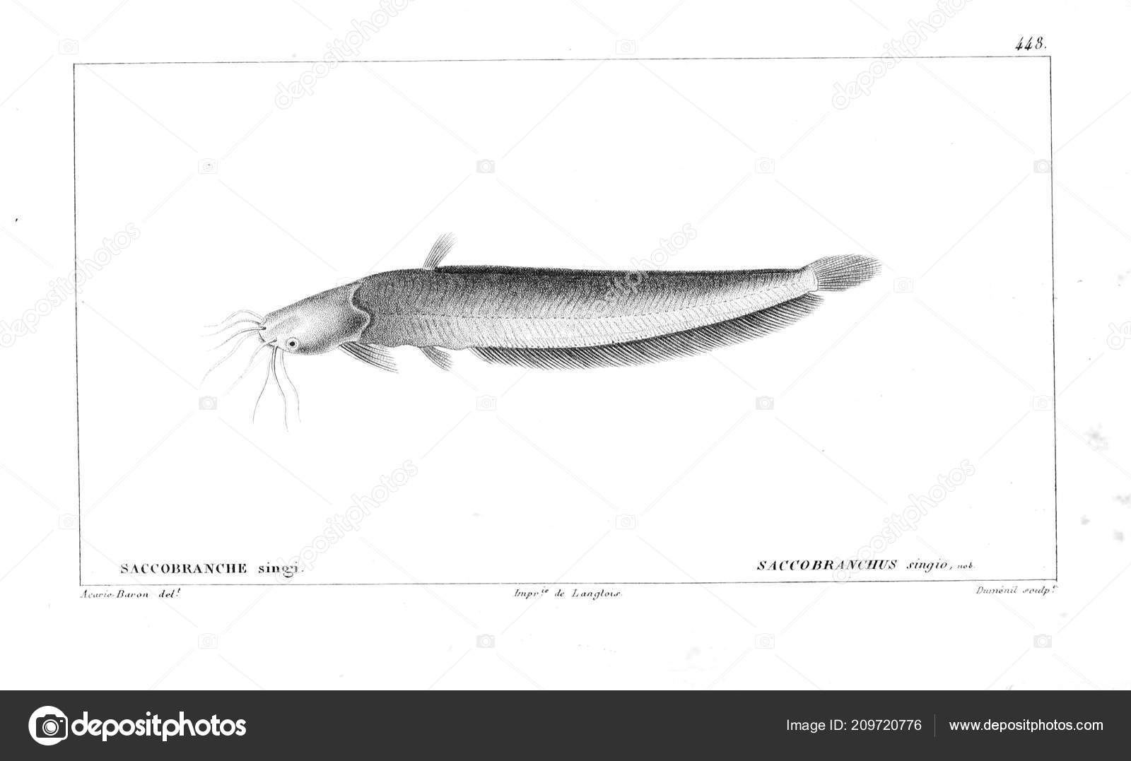 Illustration Fish Old Image Stock Illustration by ©ruskpp #209720776