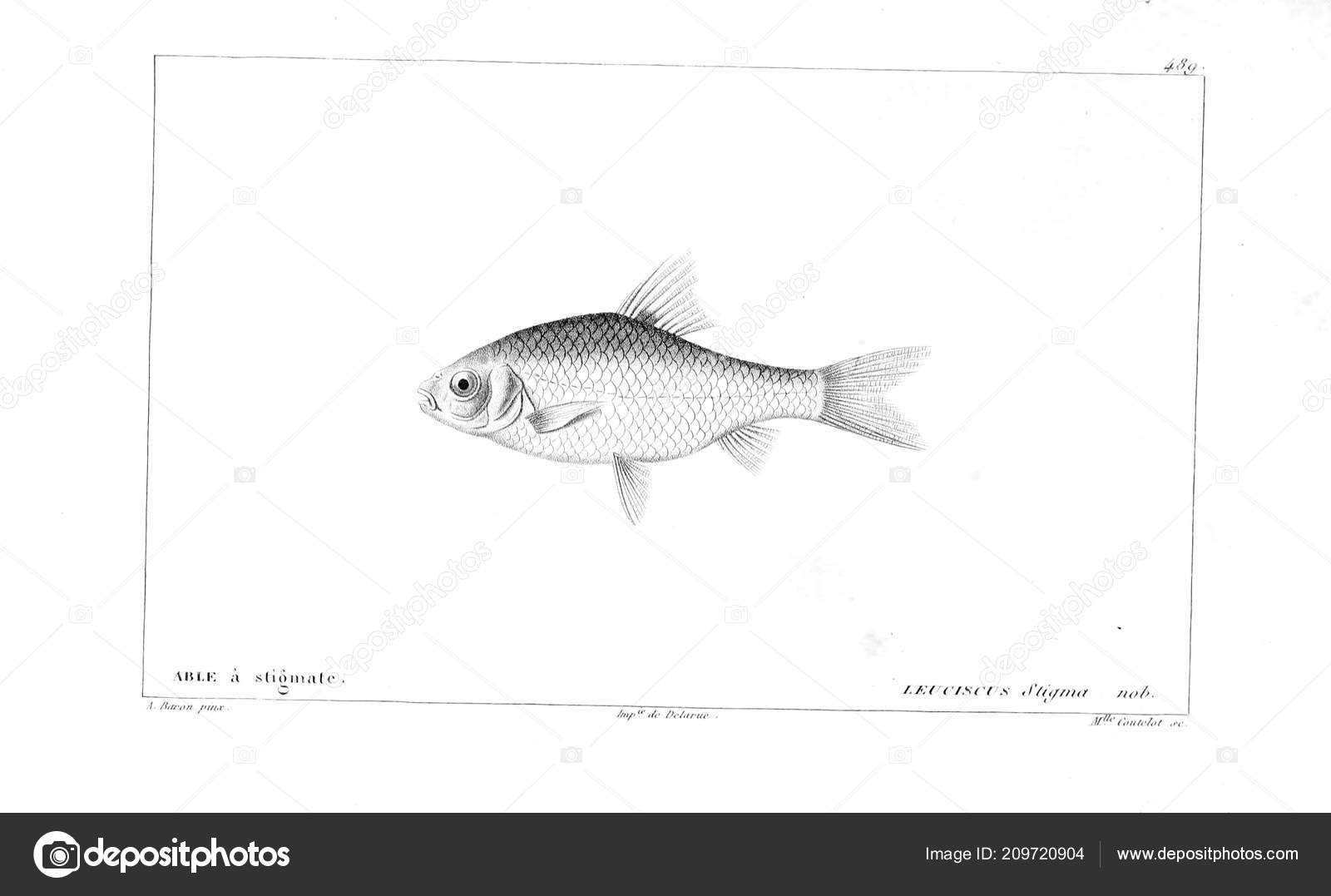 Illustration Fish Old Image Stock Illustration by ©ruskpp #209720904