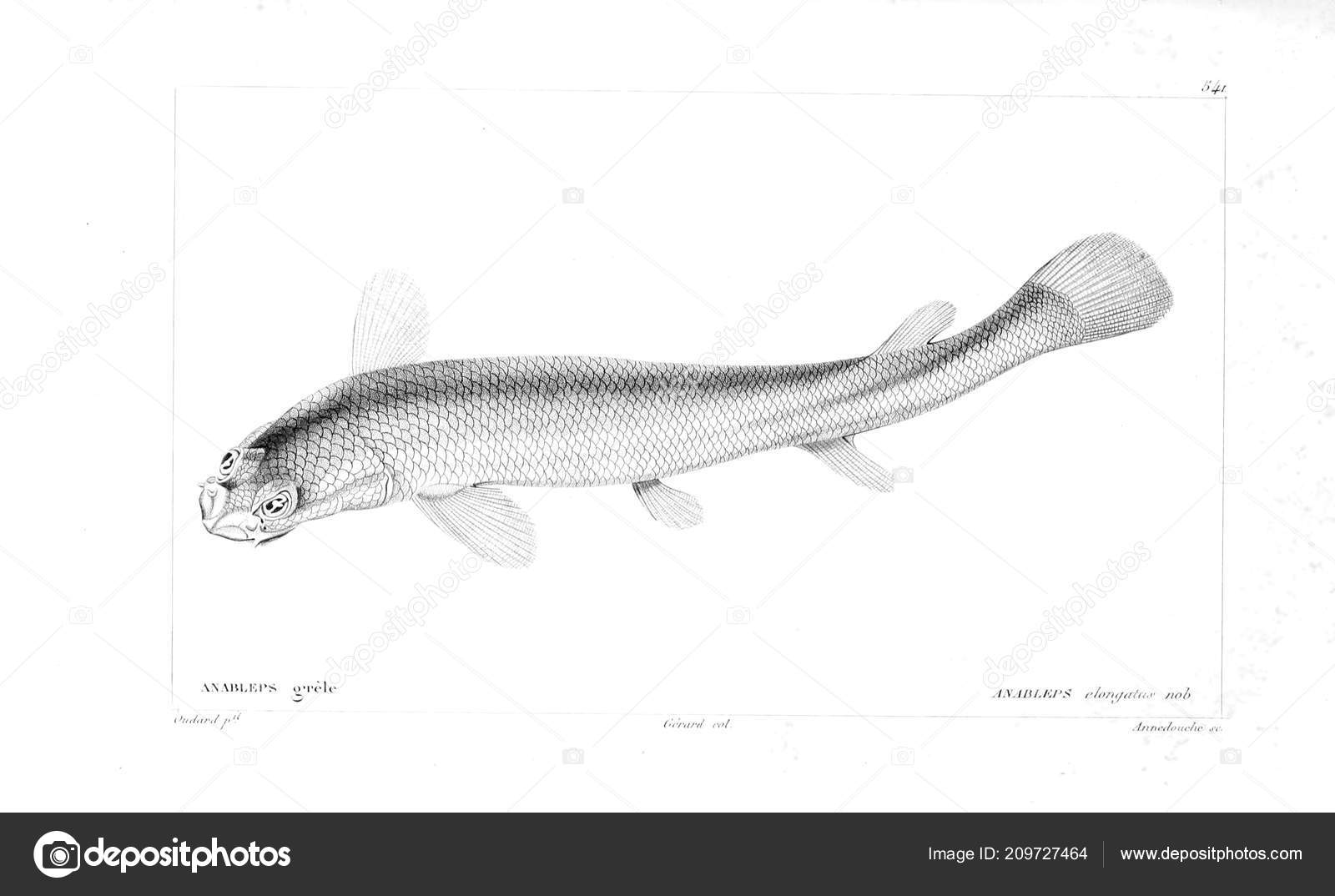 Illustration Fish Old Image Stock Illustration by ©ruskpp #209727464