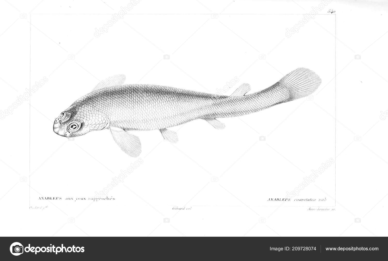 Illustration Fish Old Image Stock Illustration by ©ruskpp #209728074
