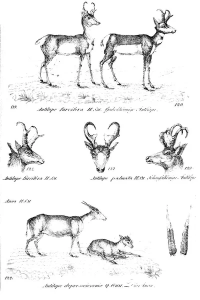 Fauna of malta stock fotografie, royalty free Fauna of malta obrázky ...