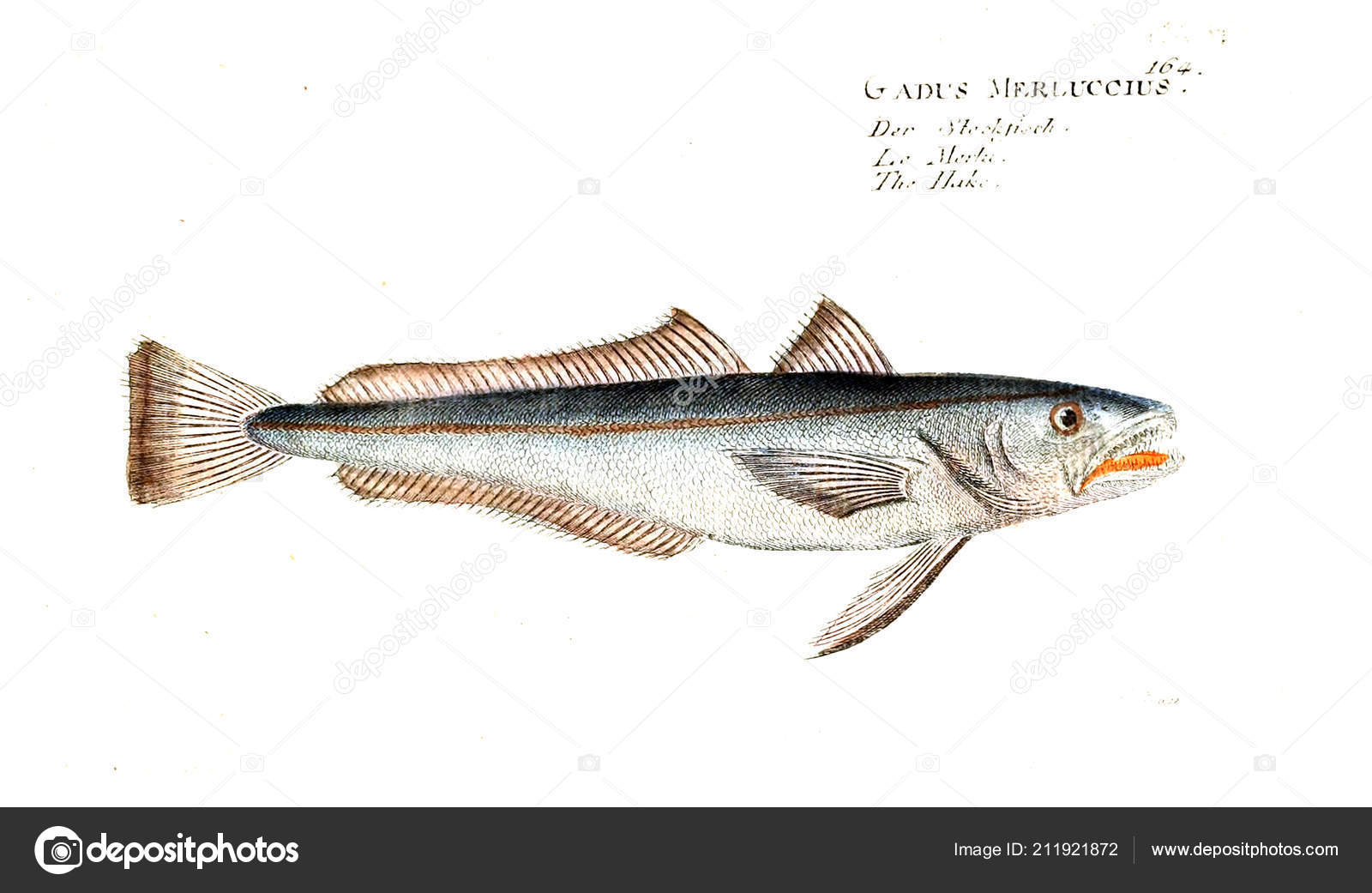 Illustration Fish Old Image Stock Illustration by ©ruskpp #211921872