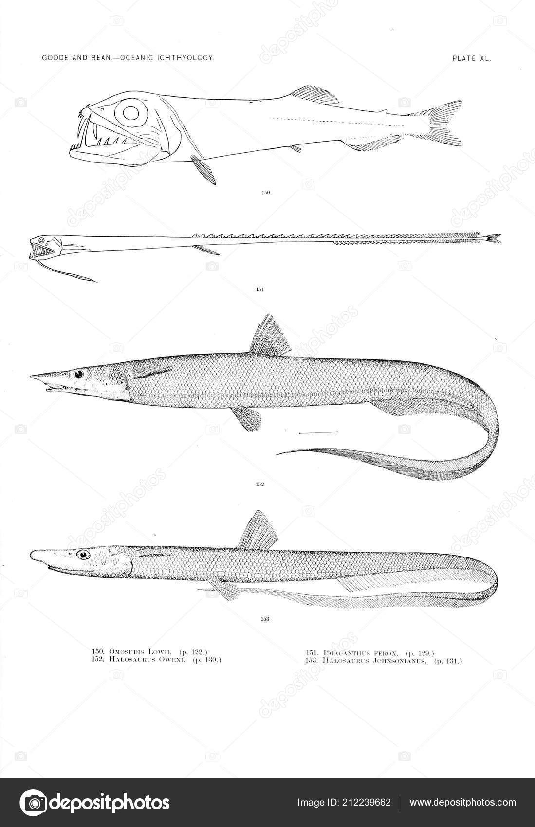 Illustration Fish Old Image Stock Illustration by ©ruskpp #212239662