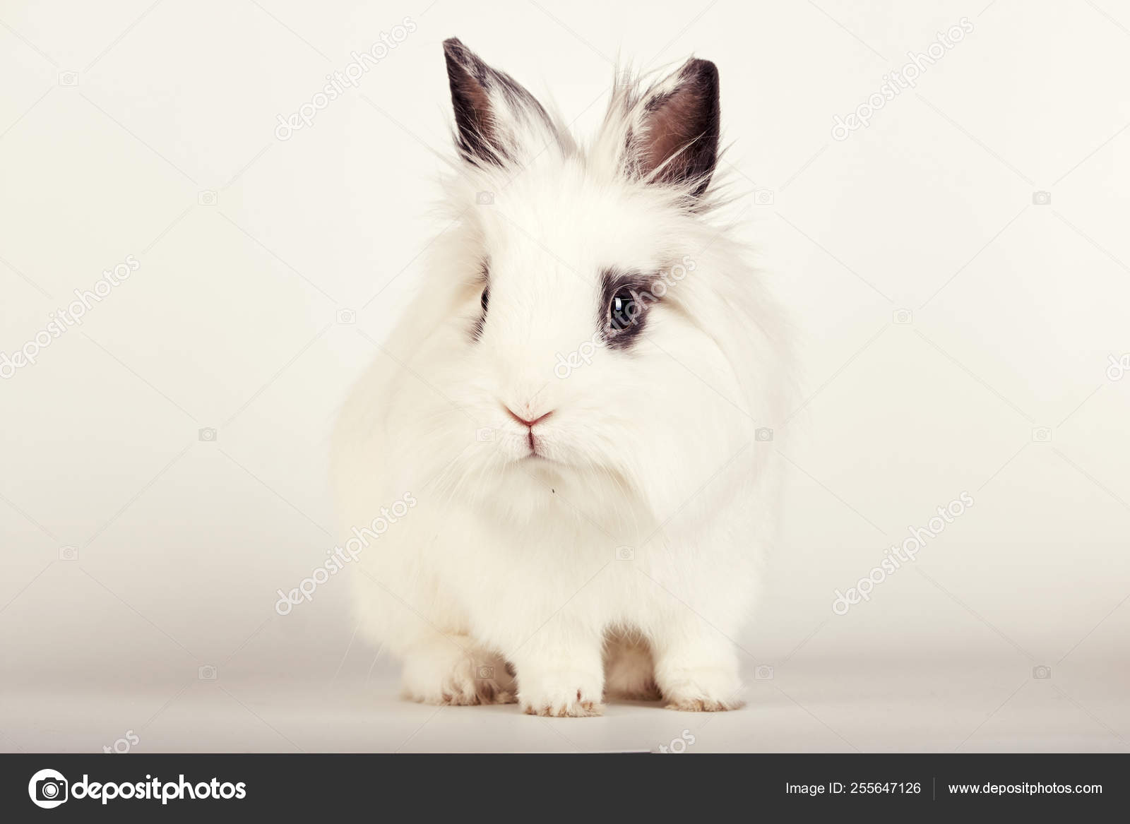 Lion Face Bunny