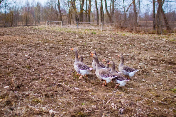 Goose hunt Stock Photos, Royalty Free Goose hunt Images | Depositphotos
